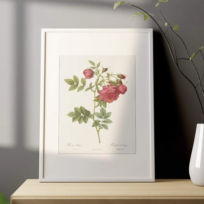 Quadro Decorativo Colecao Botanical Floral Rosa Rapa 4174