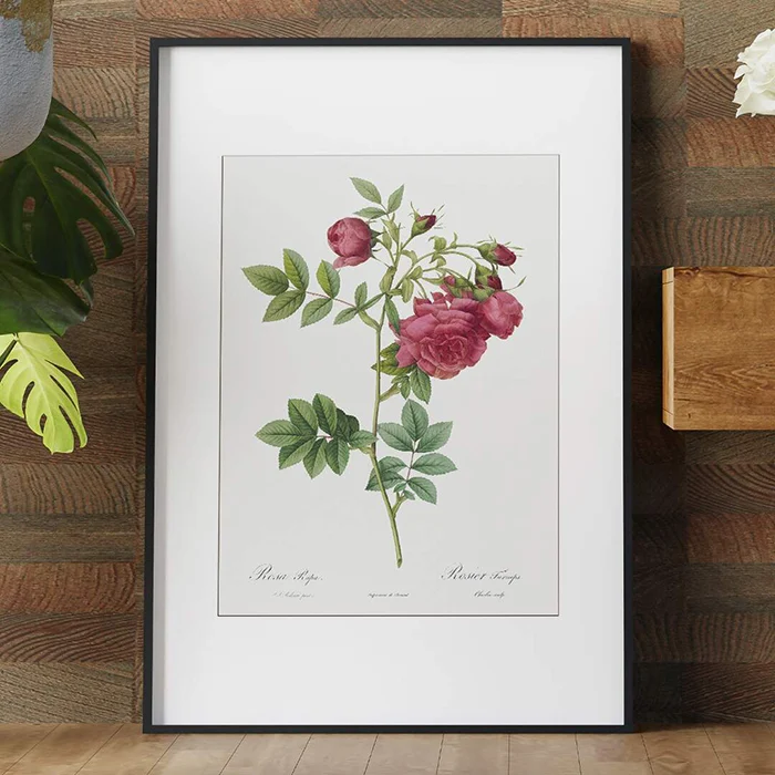 Colecao Botanical Floral Rosa Rapa 4174